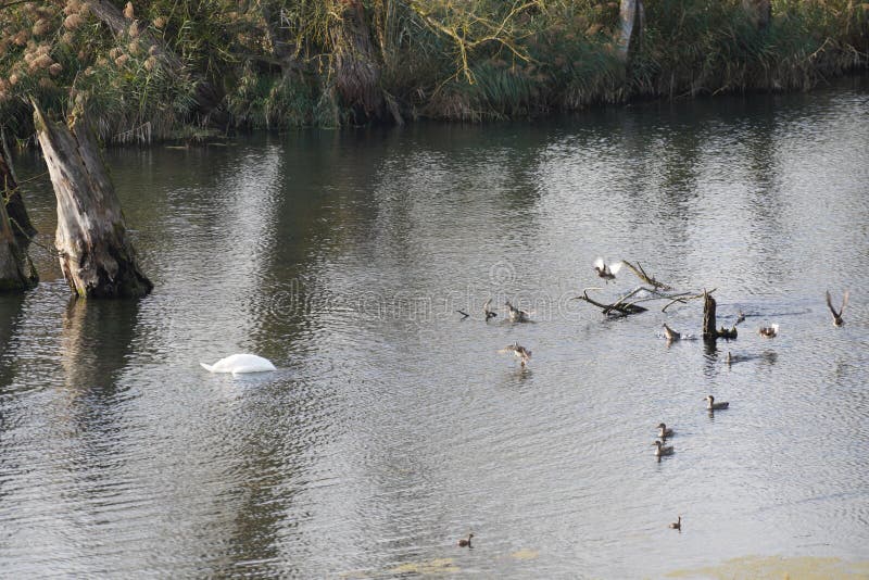 Swan, Duck or Cormorant at Danube River Stock Image - Image of fauna ...