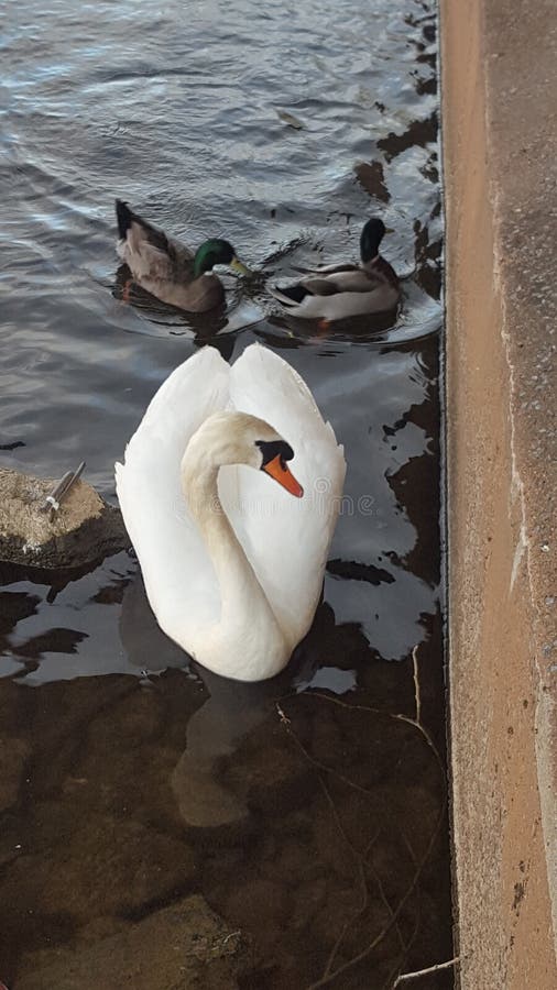 Swan Over Water Decided Not To Fly Up Stock Image - Image of horizon ...