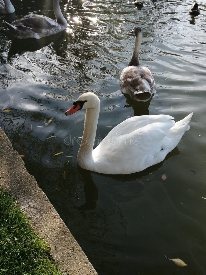 Swan And Ducks Floating On Alster Lake In Hamburg, Germany Stock Photo ...