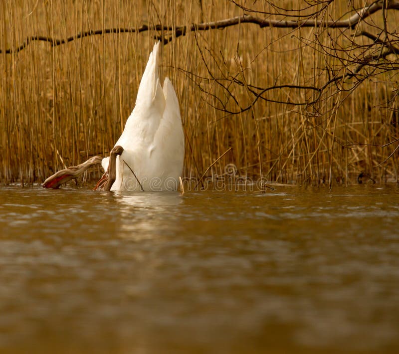 A swan is eating stock photo. Image of elegant, neck - 23608080