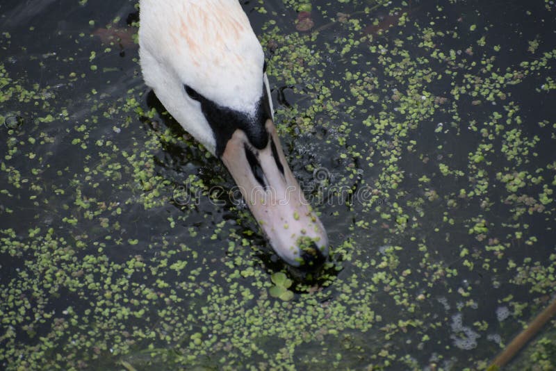 Swan Eating Algae in a Pool of Water Stock Image - Image of beak ...
