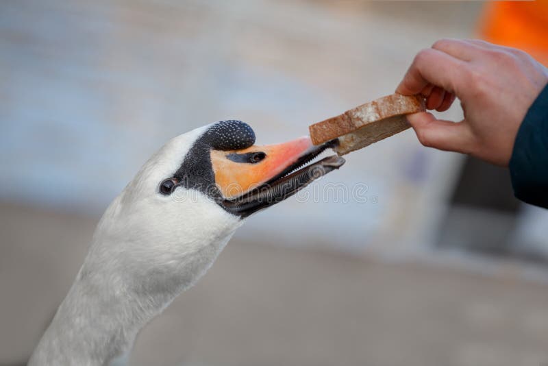 Swan Eating Bread from the Hands Stock Image - Image of eating, bread ...