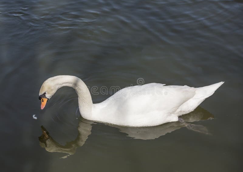 Swan eating food stock photo. Image of newborn, food - 69899930