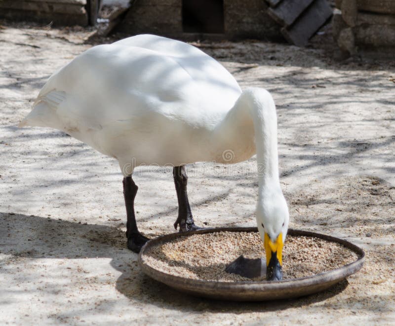 Swan eating lunch stock photo. Image of january, white - 135848132