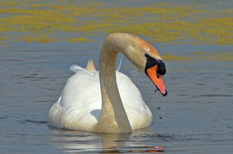 Swan Eating stock photo. Image of closeup, wild, bird - 34065562