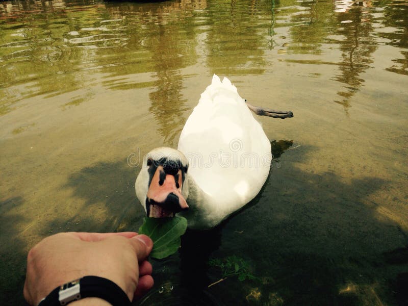 Swan eating stock photo. Image of nice, swan, eating - 76603262