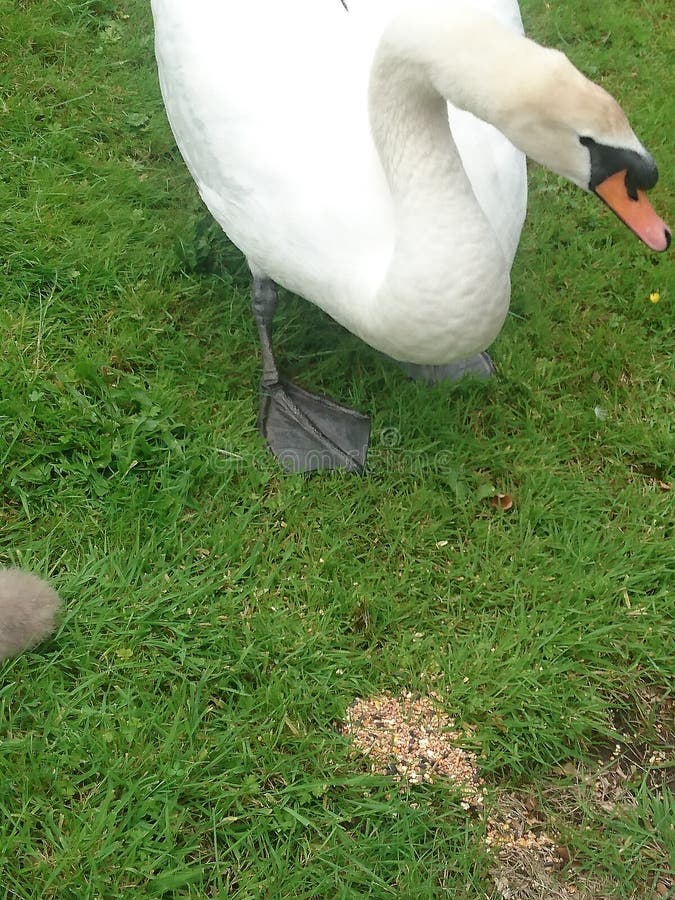 Swan Eating Seeds I Gave Him. Stock Image - Image of seeds, swan: 172602387