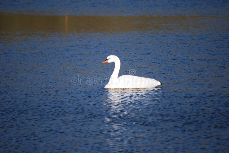 Swan enjoying a swim stock photo. Image of water, pond - 43467380