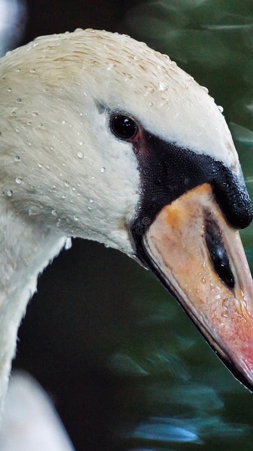 Swan eye close up stock image. Image of water, waterfowl - 209418723