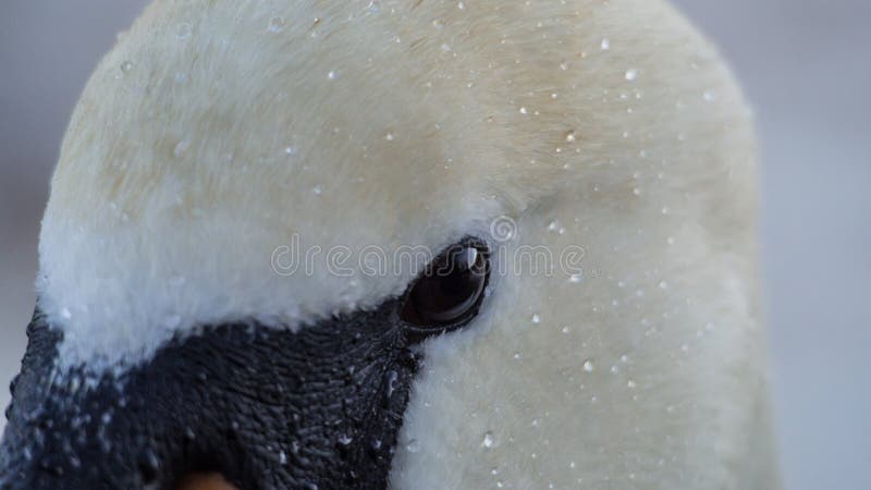 7,460 Swan Eye Photos - Free & Royalty-Free Stock Photos from Dreamstime
