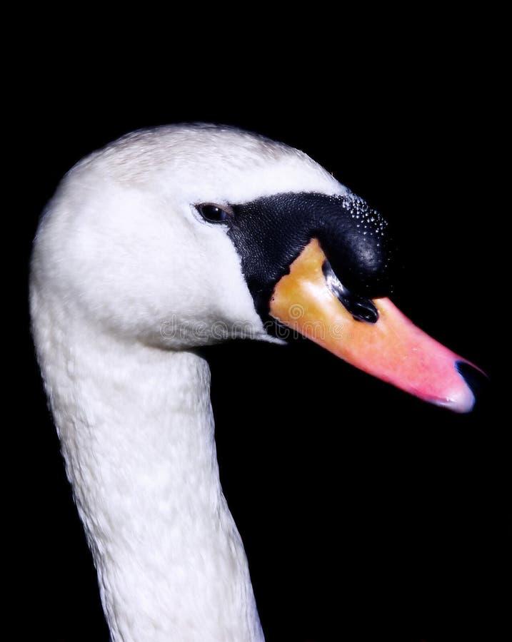 1,564 Swan Face Closeup Stock Photos - Free & Royalty-Free Stock Photos ...
