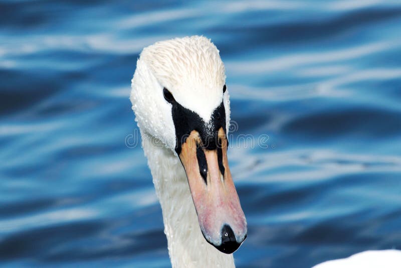 627 Swans Face Photos - Free & Royalty-Free Stock Photos from Dreamstime