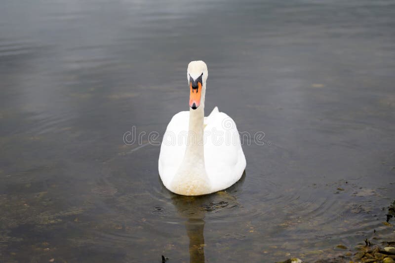 Swan Facing Forward Water Stock Photos - Free & Royalty-Free Stock ...