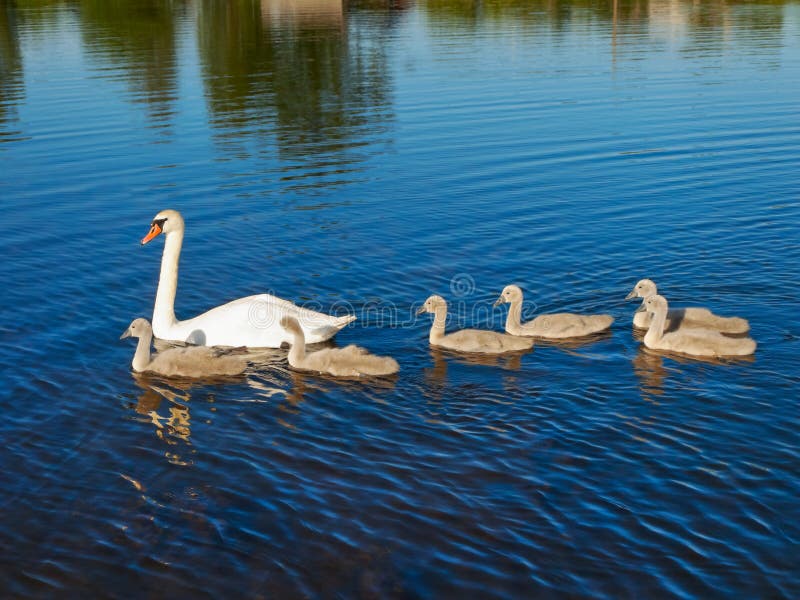 Swan family stock image. Image of cygnet, spring, adorable - 927437