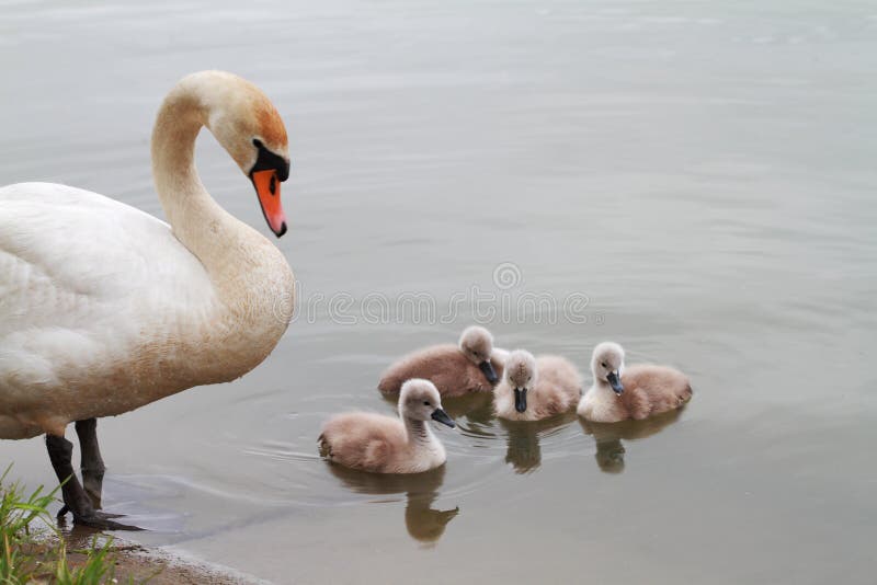 Swan family stock photo. Image of wildlife, bird, small - 17149552