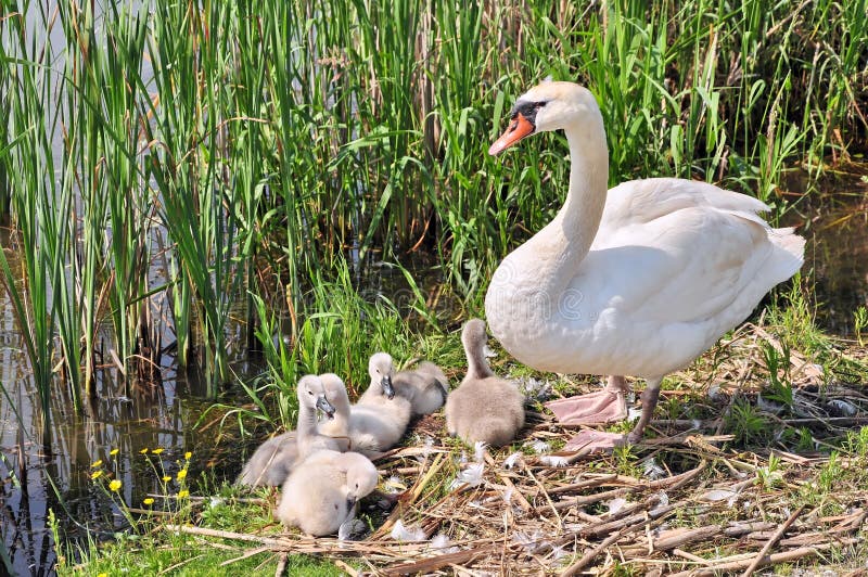Swan family stock photo. Image of ducks, nature, outdoors - 20263056
