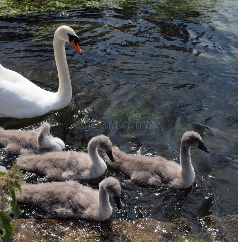 Swan Family stock image. Image of nature, chicks, cute - 21340309