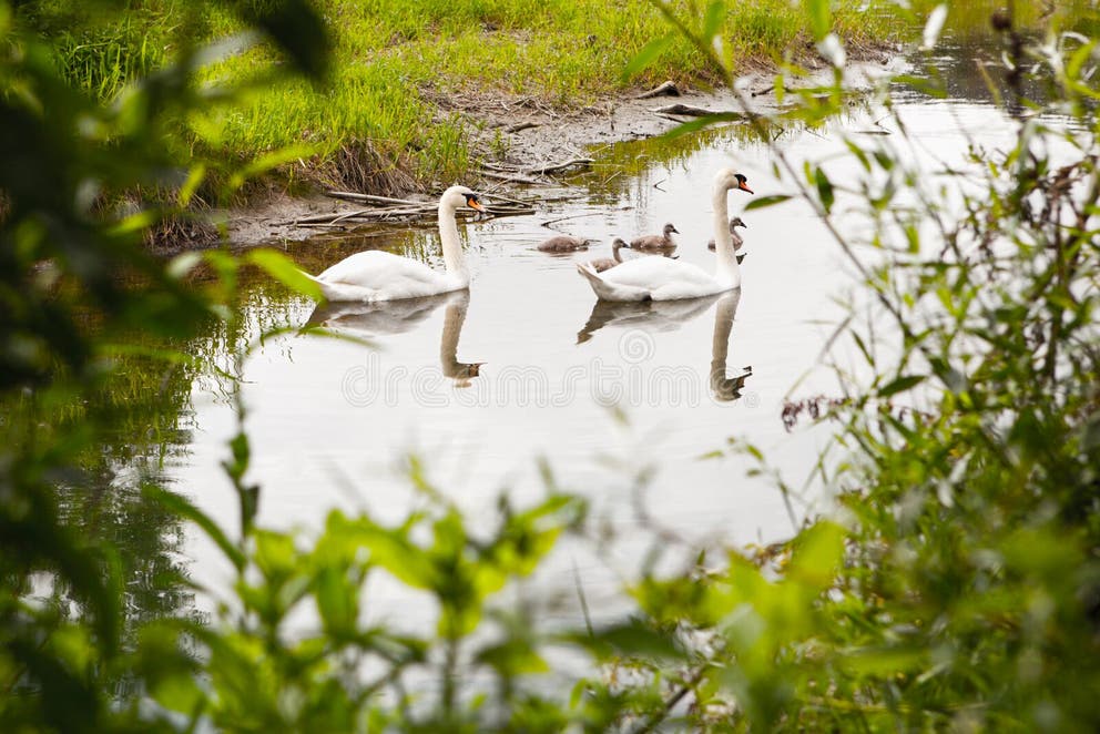 Swan family stock photo. Image of family, water, calm - 22956796