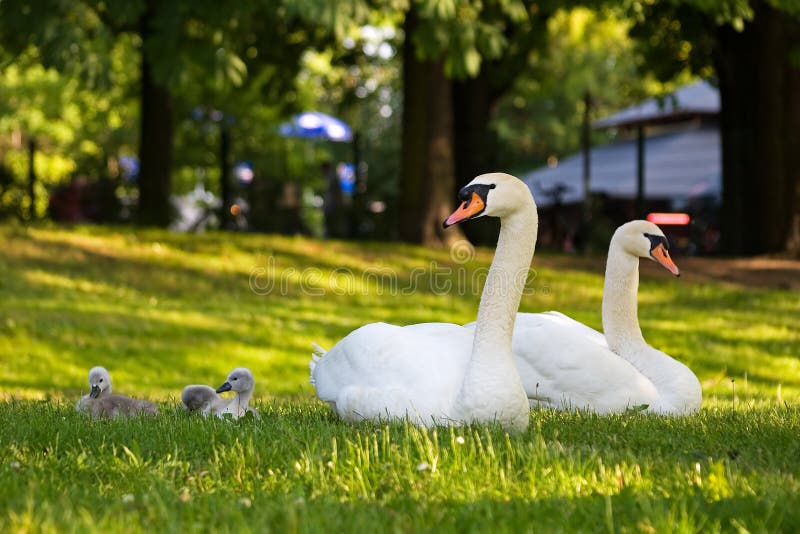 Swan Family stock image. Image of swans, chicks, birds - 22987477