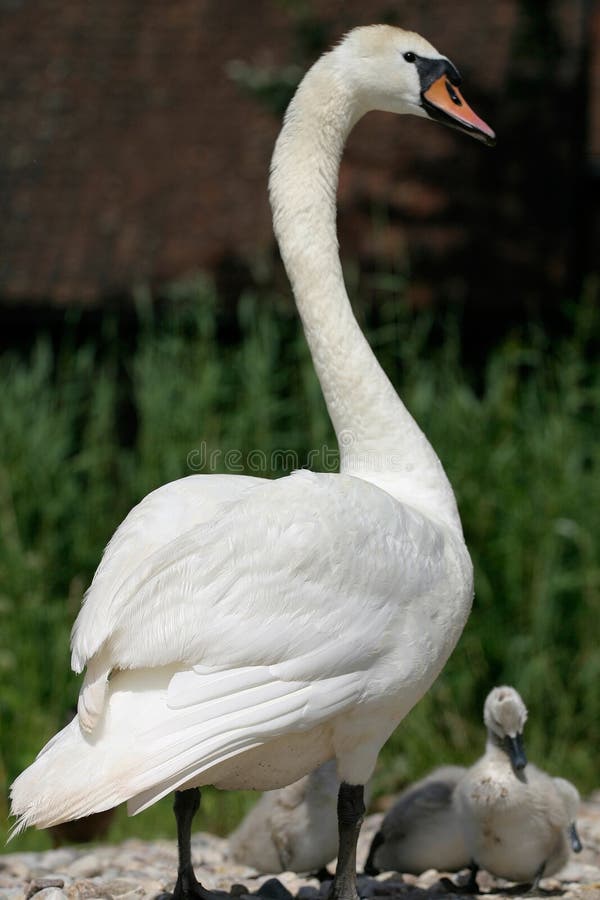 Swan Family Picture. Image: 4286046