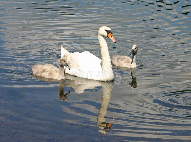 Swan family stock image. Image of care, beak, lake, grace - 5911125
