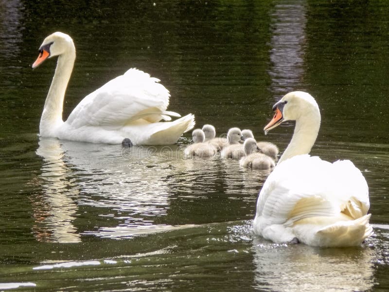 Swan family stock photo. Image of baby, swan, family - 94014340