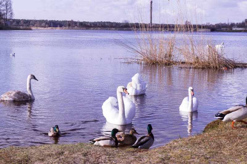 Swan stock image. Image of pond, swan, beautiful, spring - 90773375