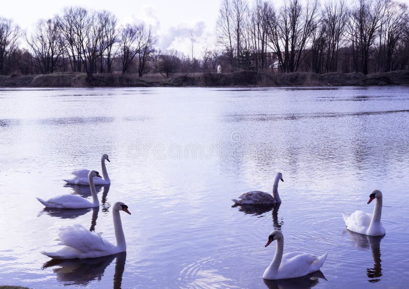 Swan stock photo. Image of alone, early, mute, love, scenery - 90773454