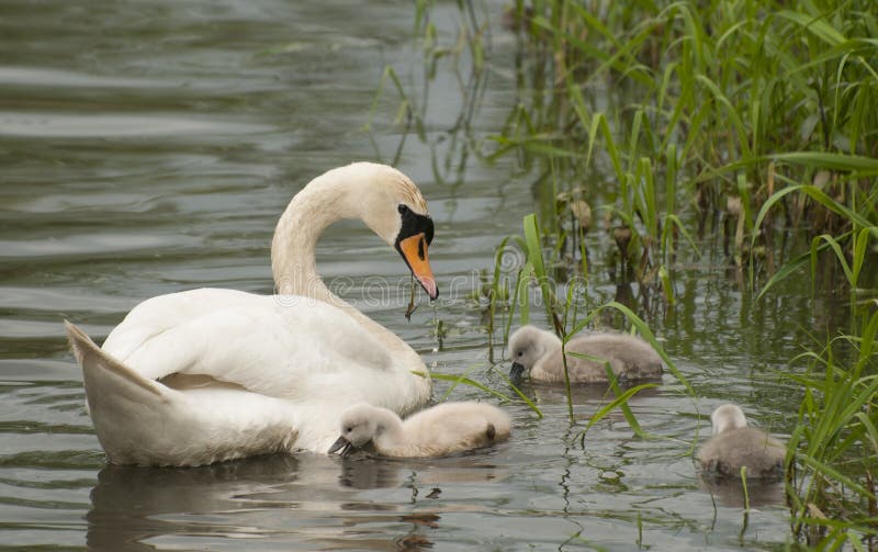 Swan family stock photo. Image of ornithology, wing, beak - 34782996