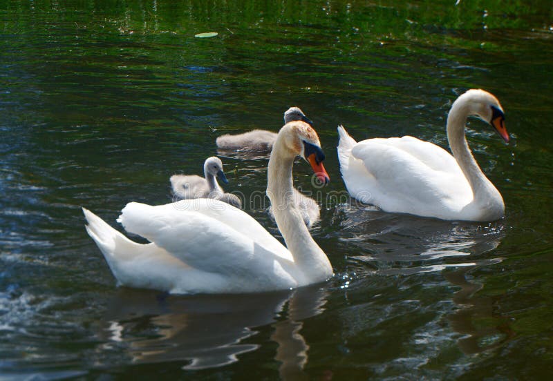 Swan Family stock image. Image of swan, feather, majestic - 57573807