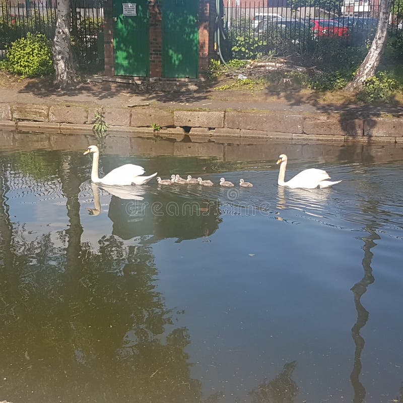 Swan family life stock image. Image of canal, life, water - 182873487