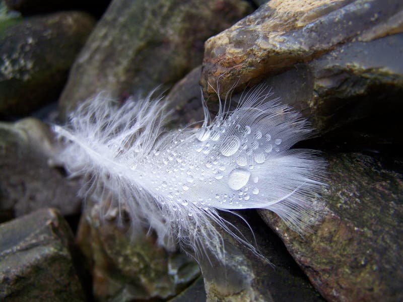 Swan Feather stock image. Image of raindrops, fragile - 4977383