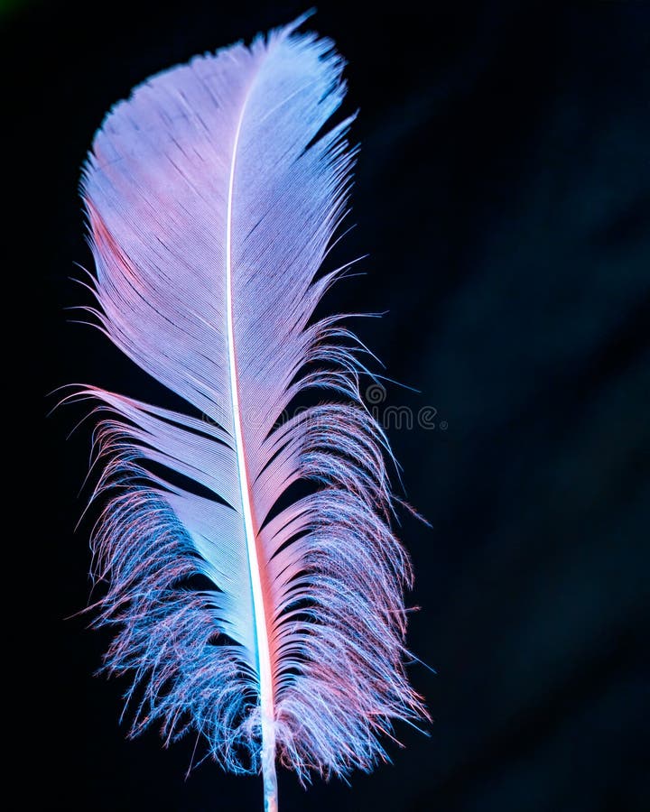 Swan Feather on Black Background Stock Photo - Image of drops, animal ...