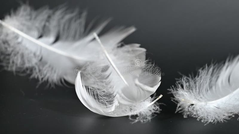 Swan feather falling down stock video. Video of closeup - 319282219