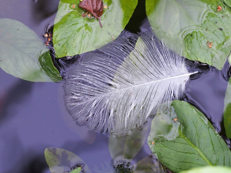A swan feather stock image. Image of lake, leaves, green - 344565921