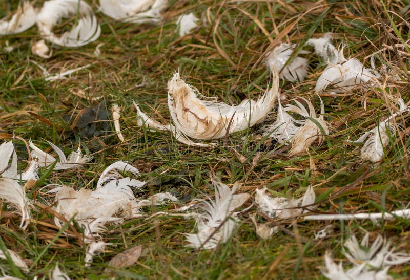 Swan Feathers in Grassland, from a Damaged or Harmed Cygnet Stock Photo ...