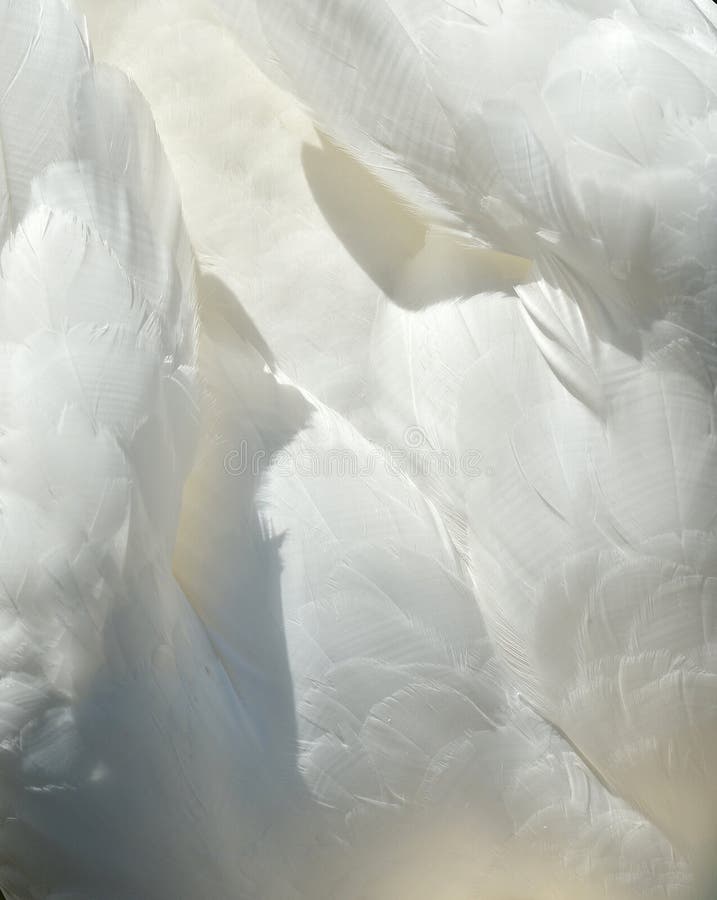 Swan feathers texture stock photo. Image of layers, gradient - 36368176