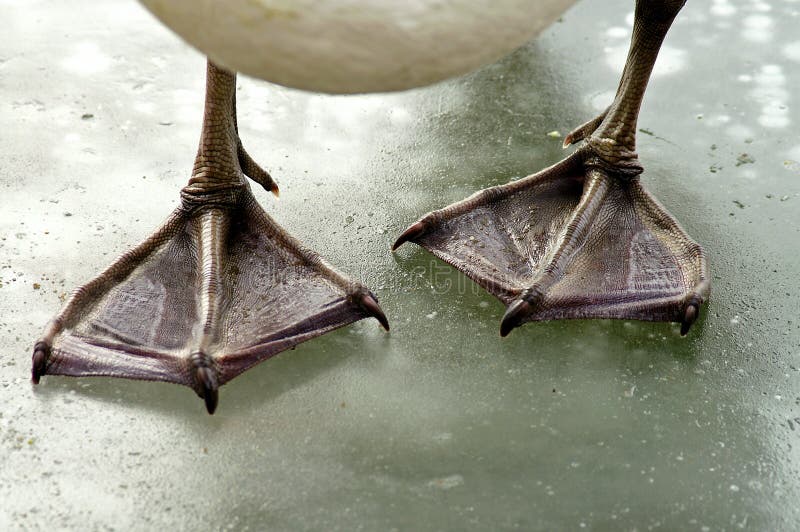 Swan feet stock photo. Image of beauty, winter, water - 14400744