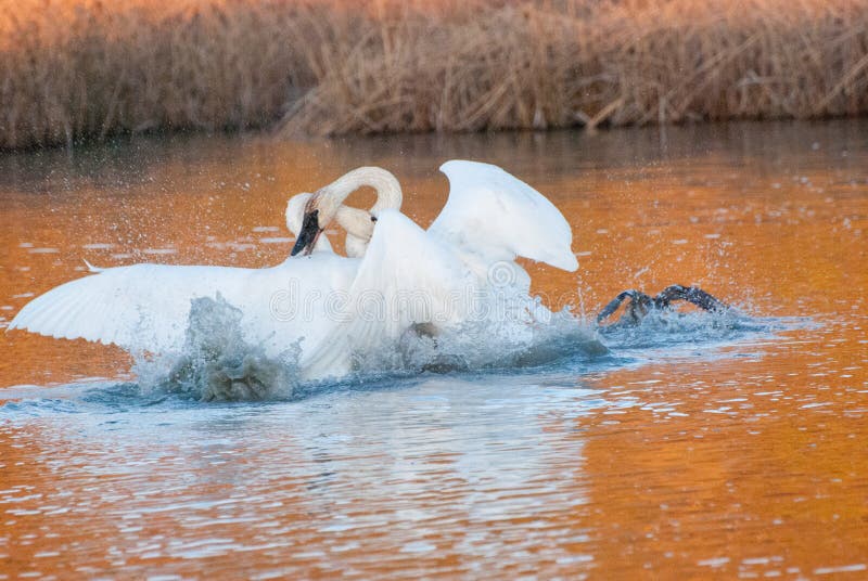 Swan Fight stock image. Image of bird, nest, mating, birds - 46721695