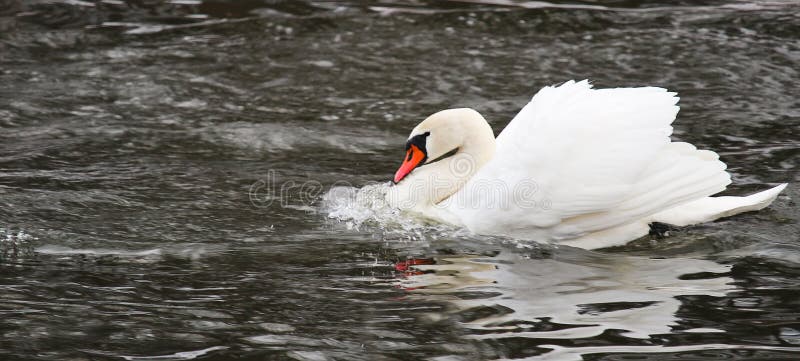 Swan on Fighting Position on Winter River Stock Image - Image of ...