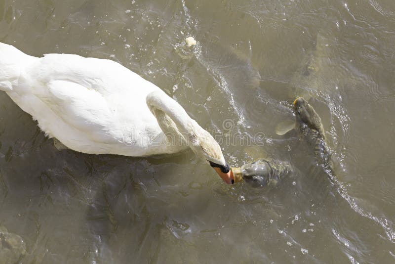 Swan and fish stock image. Image of park, dirty, eyes - 33154217