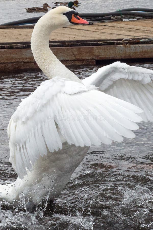 Swan flapping its wings stock image. Image of spray, mute - 13441763
