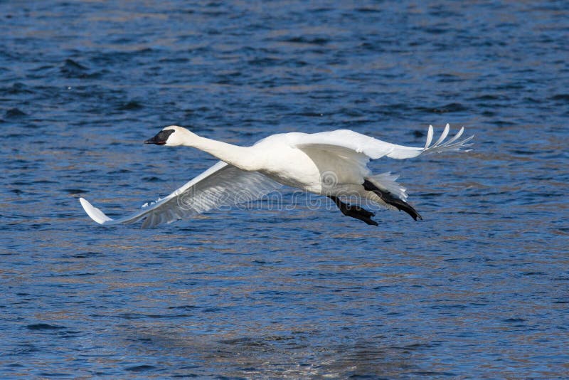 Swan in flight stock image. Image of deep, trumpeter - 84625227