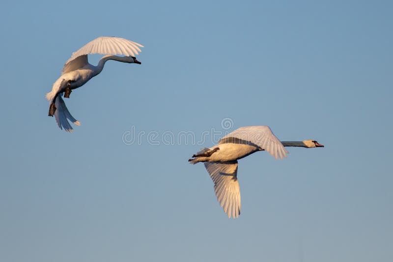 Swan in flight stock image. Image of pond, elegance - 190941273