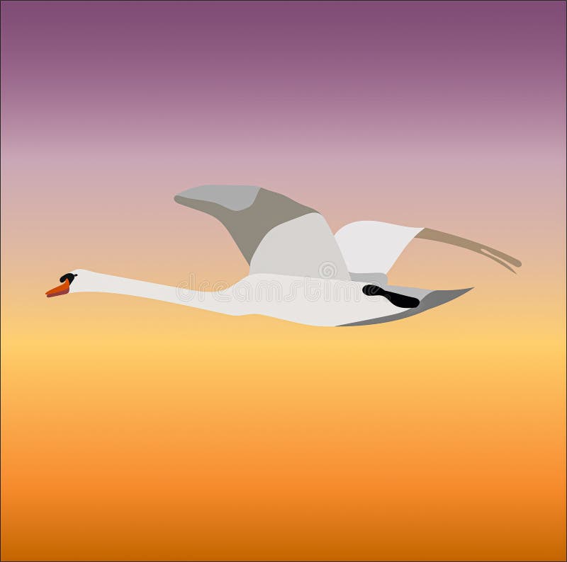 Swan in Flight stock illustration. Illustration of fauna - 181079172