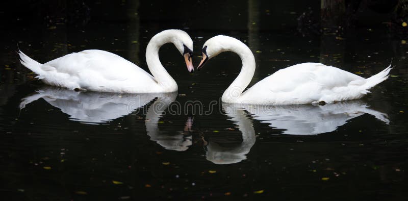 Swan affection stock image. Image of elegant, produce - 1549457