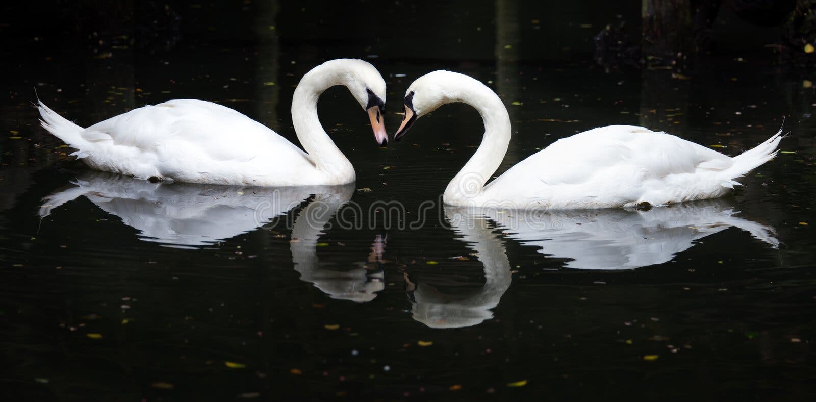 Romantic Swans stock image. Image of white, birds, bird - 15699721