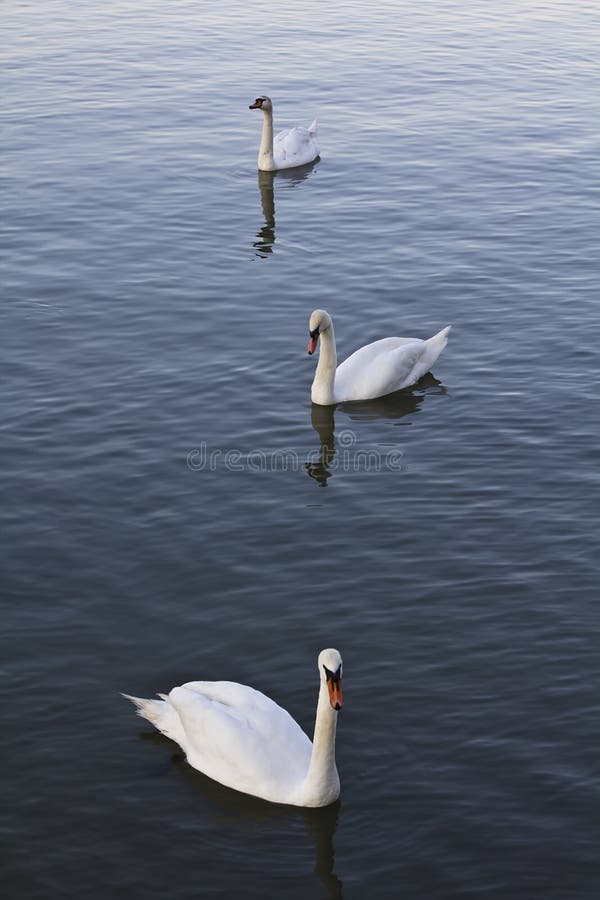 Swan flock stock image. Image of seasonal, elegance, bird - 41160507