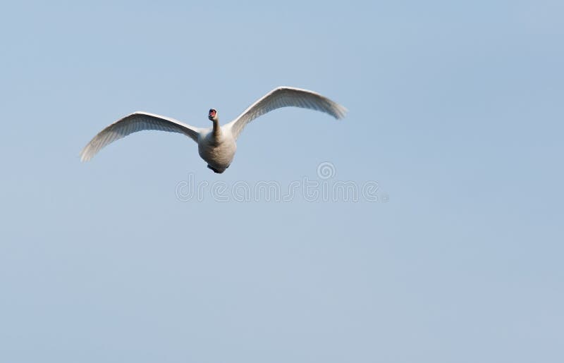 Swan flying stock photo. Image of white, soaring, animal - 13526596
