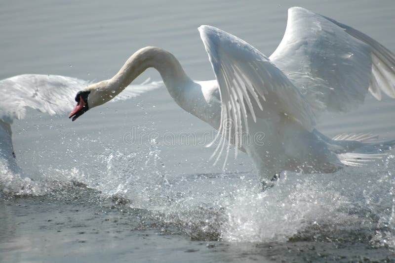 Swan flying stock image. Image of lake, feathers, gracious - 2106743